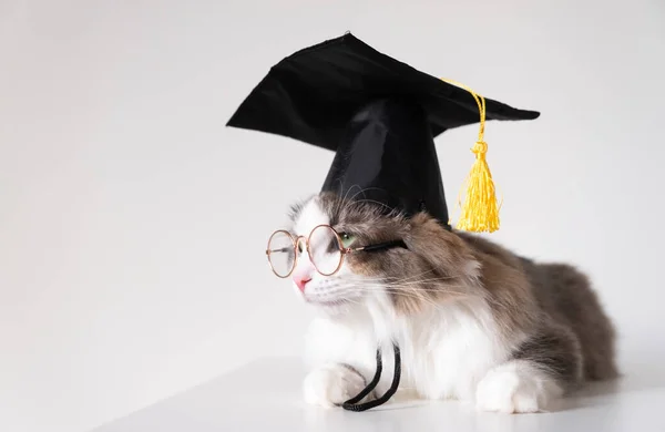 Cat graduation Stock Photos, Royalty Free Cat graduation Images ...
