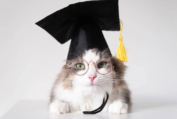 Cute cat graduate Stock Photos, Royalty Free Cute cat graduate Images ...