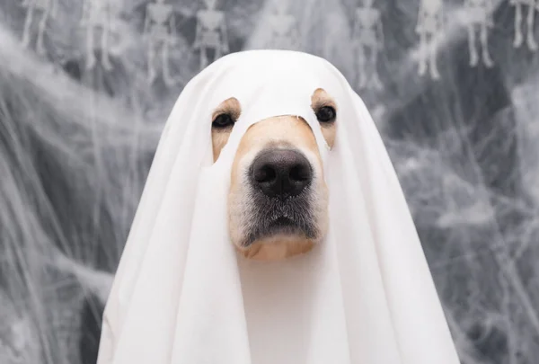 Dog ghost Stock Photos, Royalty Free Dog ghost Images | Depositphotos