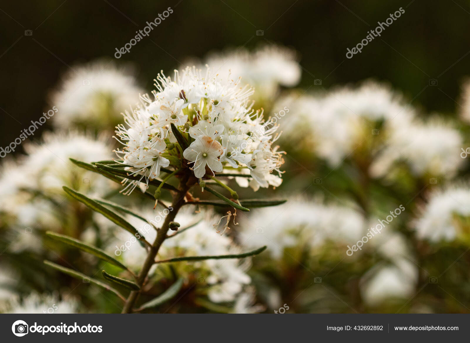 What Animal Eats Labrador Tea