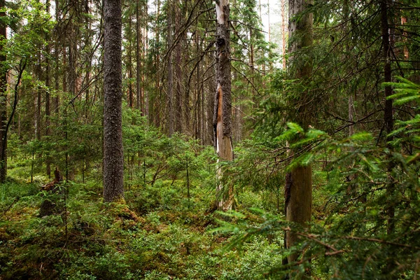 Green Lush Old Growth Boreal Forest Estonian Nature Stock Photo by ©adamikarl 432656336