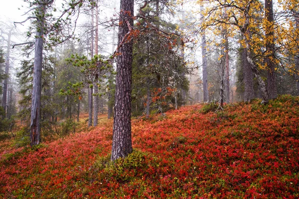 Lapland forest Stock Photos, Royalty Free Lapland forest Images ...