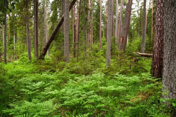 Green Lush Old Growth Boreal Forest Estonian Nature Stock Photo by ©adamikarl 432656336