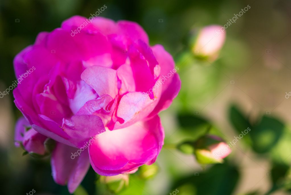 Front view head of romantic red rose against blurred background ⬇ Stock ...