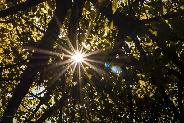 Sun through the leaves of trees Stock Photos, Royalty Free Sun through ...