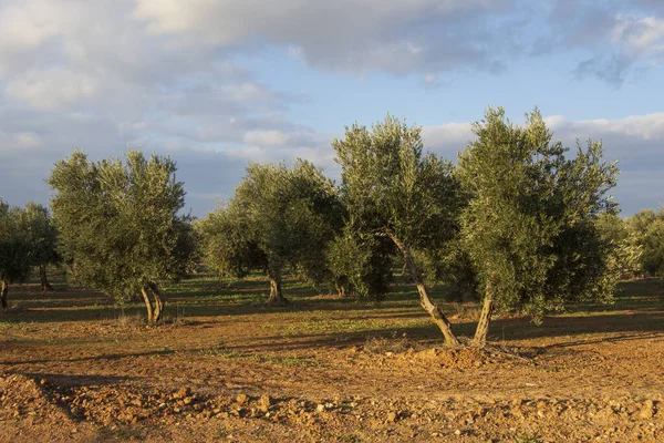 El olivar images libres de droit, photos de El olivar | Depositphotos