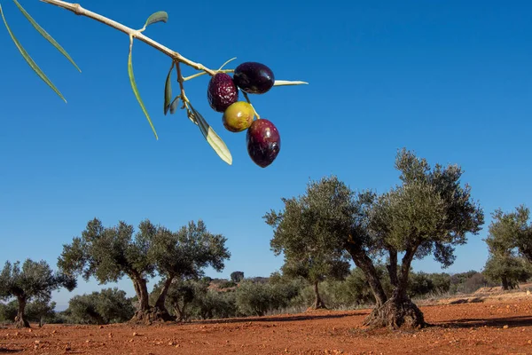 Mechanized harvesting of olives Stock Photos, Royalty Free Mechanized ...
