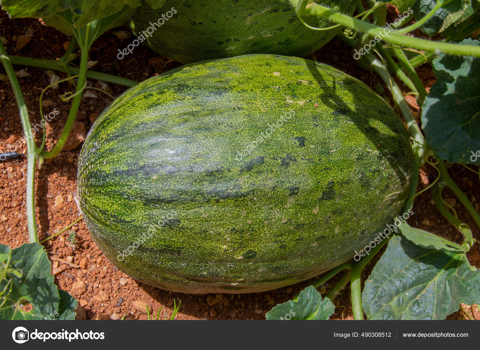 Toad Skin Melons Ripening Orchard Summer Stock Photo by ©Alfsm 490308512