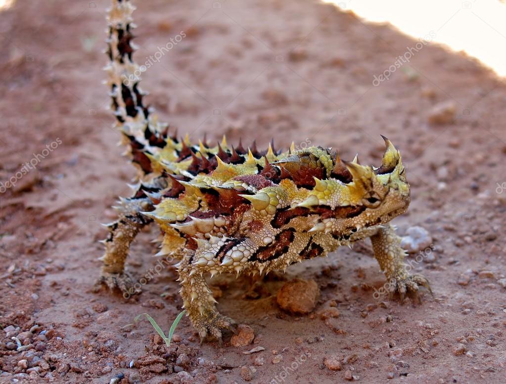 Australian Spiny Lizard