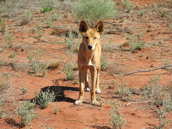 Dingo Stock Photos, Royalty Free Dingo Images | Depositphotos
