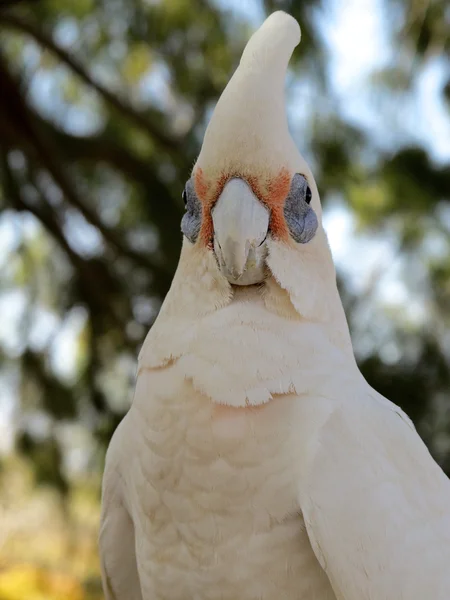 Kakadu bird Stock Photos, Royalty Free Kakadu bird Images | Depositphotos