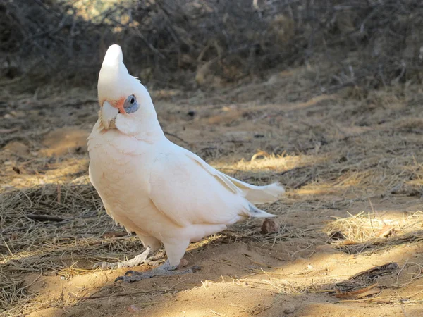 Kakadu bird Stock Photos, Royalty Free Kakadu bird Images | Depositphotos