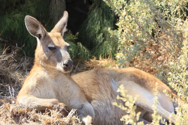 Kangaroo outback australia Stock Photos, Royalty Free Kangaroo outback ...