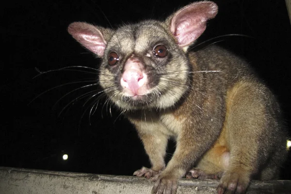 Brush-tail possum Stock Photo by ©pelooyen 90438572
