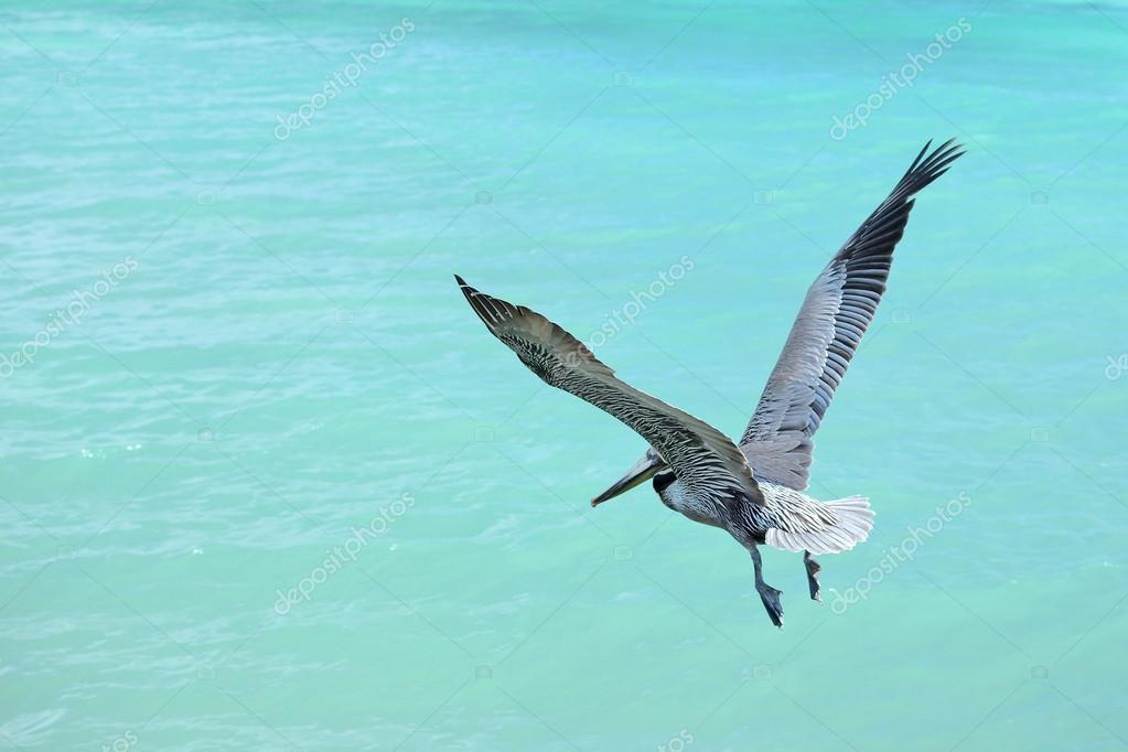 Pelícano volando sobre el hermoso mar azul del Caribe. 2024