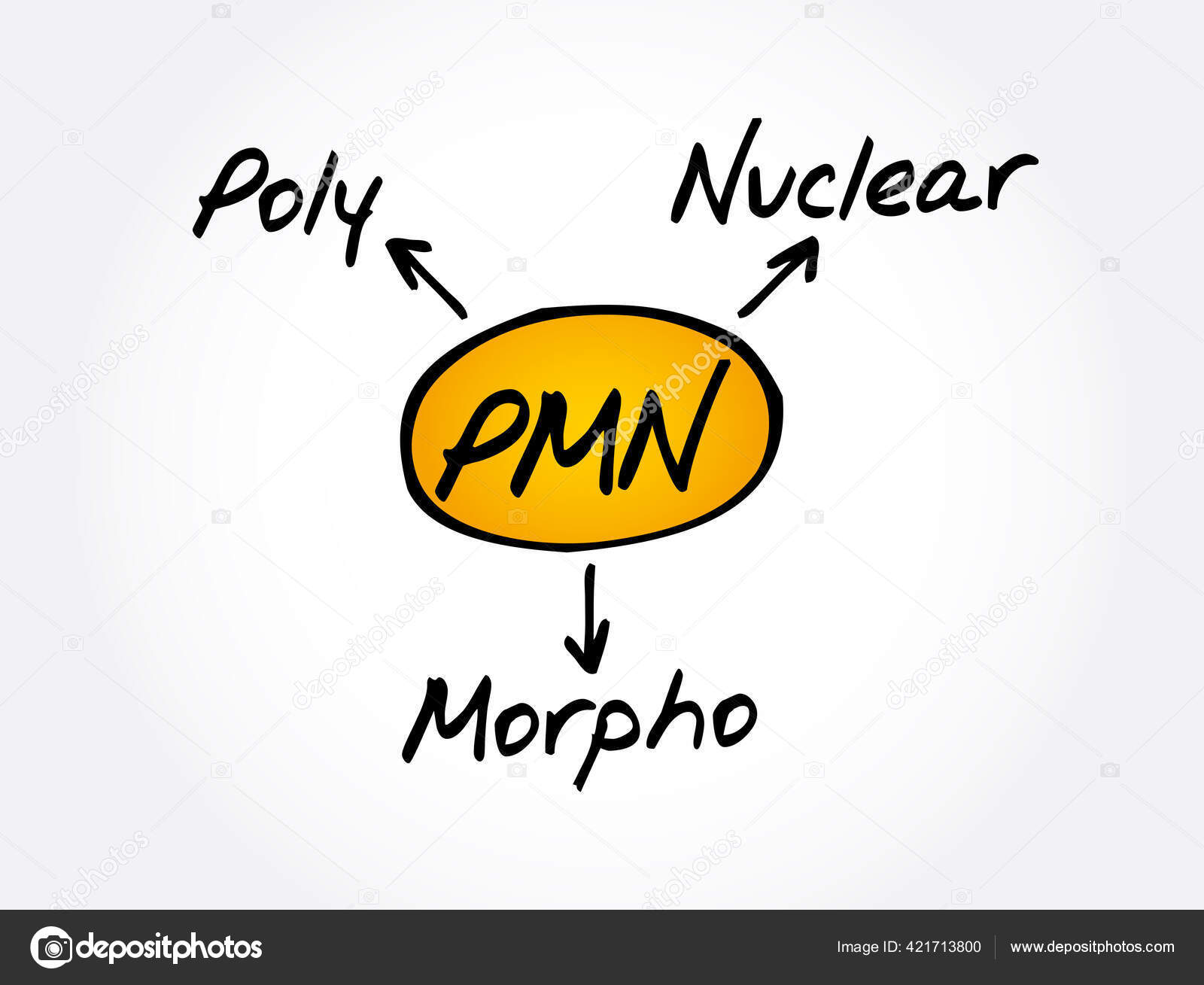 Pmn Polymorphonuclear Acronym Concept Background Stock Vector Image by ...