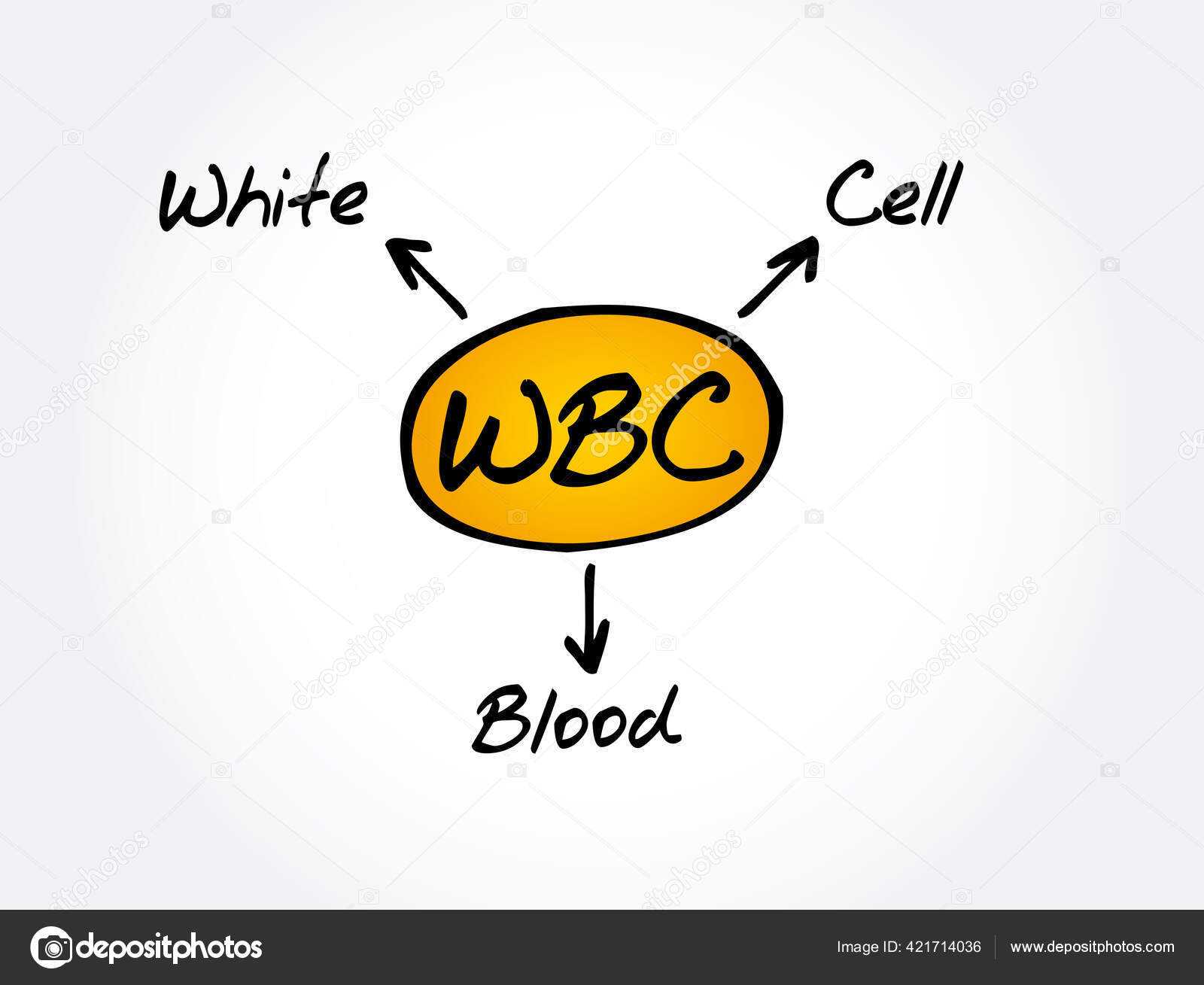 Wbc White Blood Cell Acronym Medical Concept Background Stock Vector ...