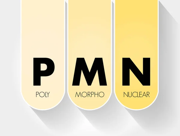 Pmn Polymorphonuclear Acronym Concept Background Stock Vector Image by ...