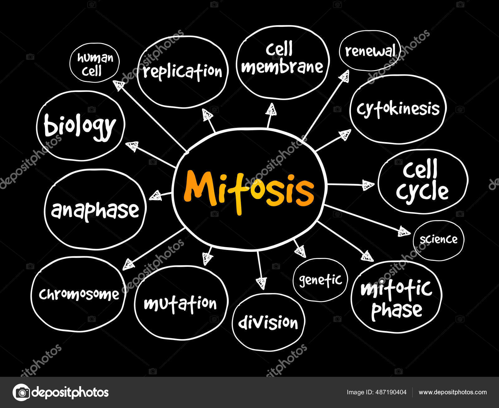 Cell Cycle Concept Map Mitosis