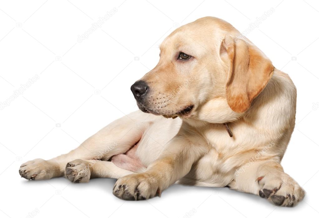 Beautiful Labrador retriever Stock Photo by ©billiondigital 114717680