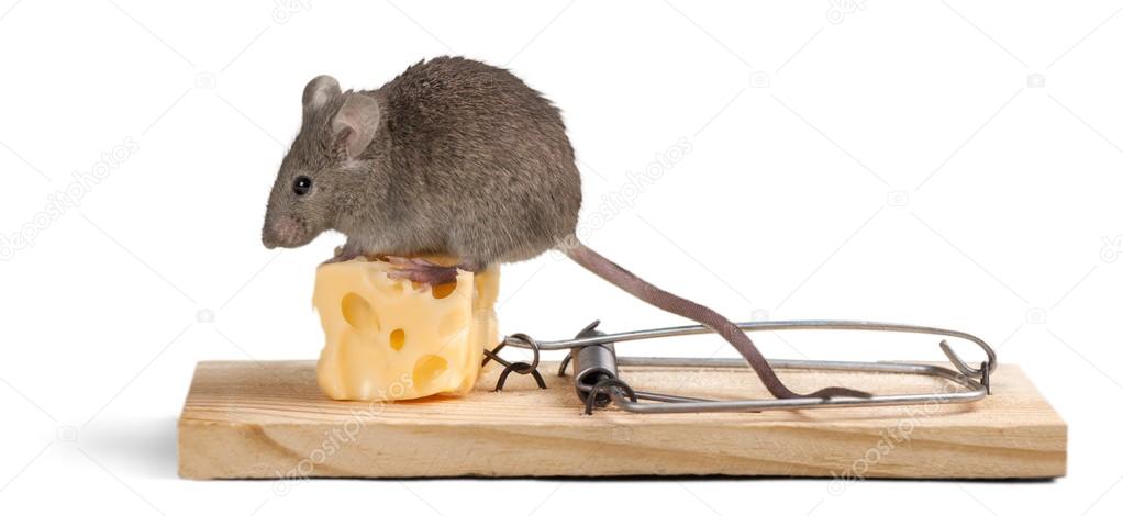Grey mouse and Mouse trap Stock Photo by ©billiondigital 114719294