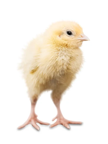 Pollo chiquito fotos de stock, imágenes de Pollo chiquito sin royalties ...