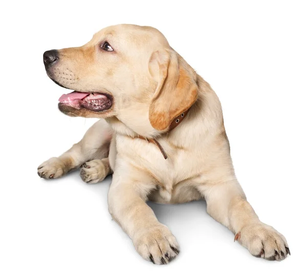 Beautiful Labrador retriever Stock Photo by ©billiondigital 114717680