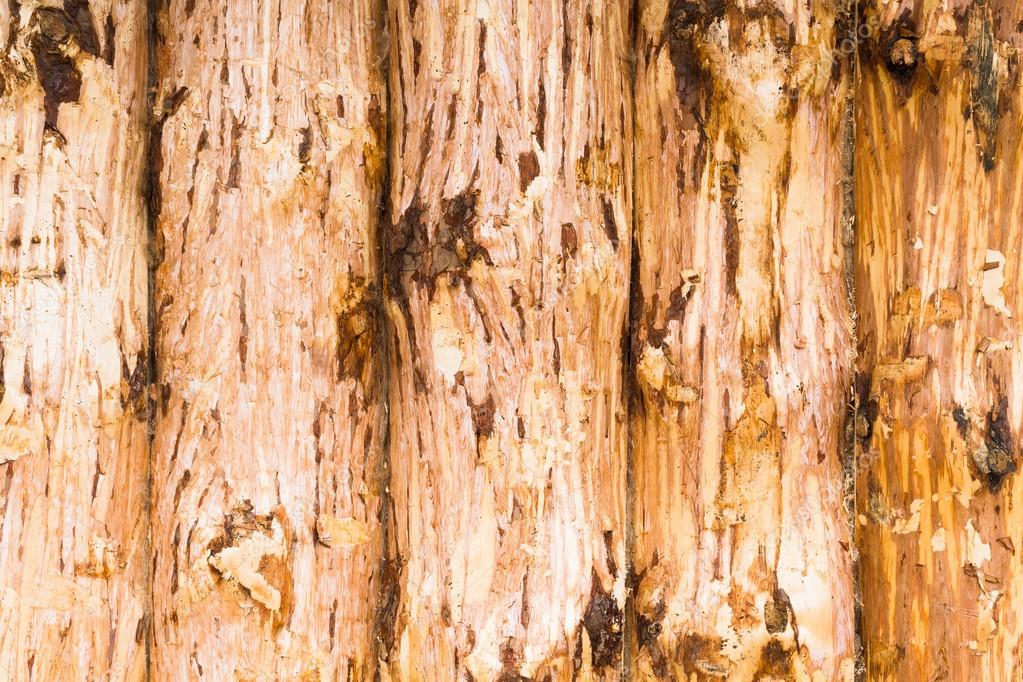 Tree trunks texture Stock Photo by ©billiondigital 114725402
