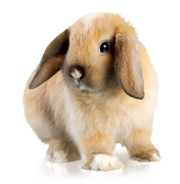 Cute cute baby rabbit fotos de stock, imágenes de Cute cute baby rabbit ...