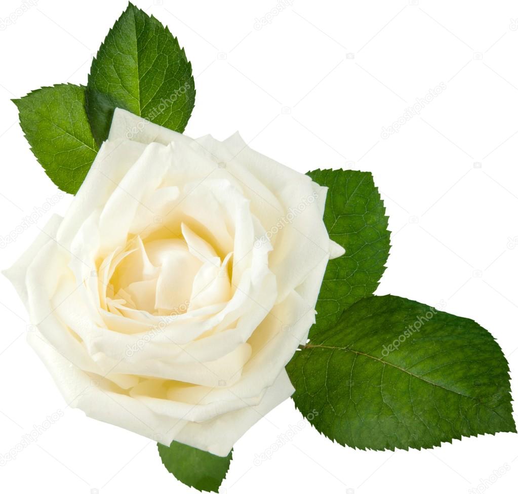 Single White Rose Flowers