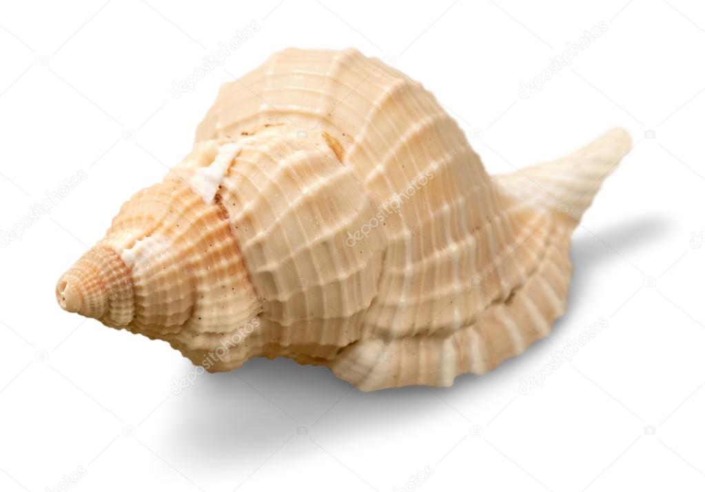 Concha do mar no fundo — Fotografias de Stock © billiondigital #118567166