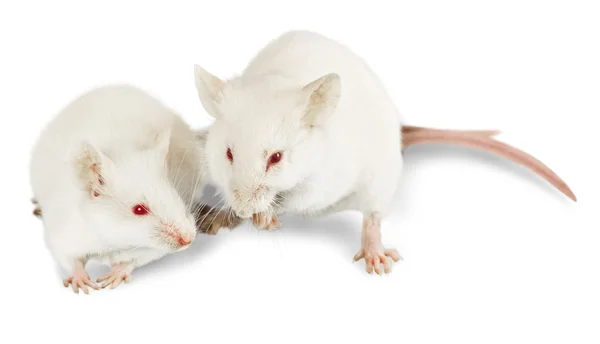 ᐈ Baby albino rats stock pictures, Royalty Free lab rat photos ...