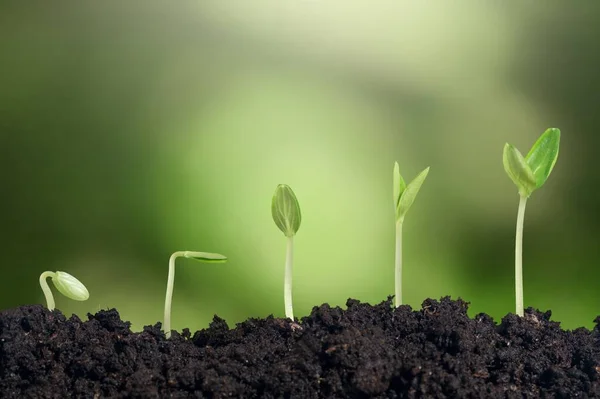 Stages of tree growth Stock Photos, Royalty Free Stages of tree growth ...