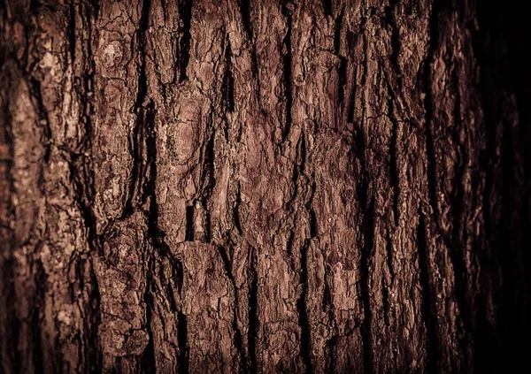 Dark Brown Tree Bark