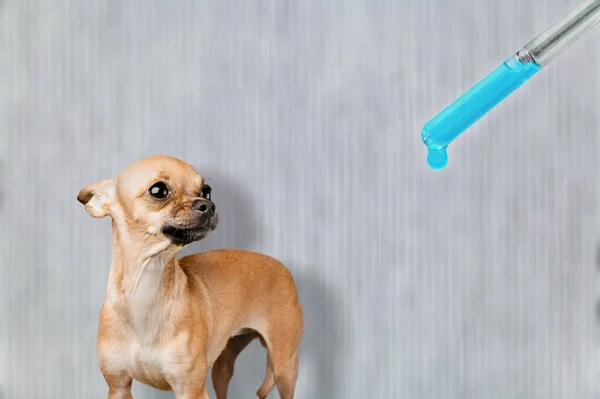 Funny Sick Animal Pictures