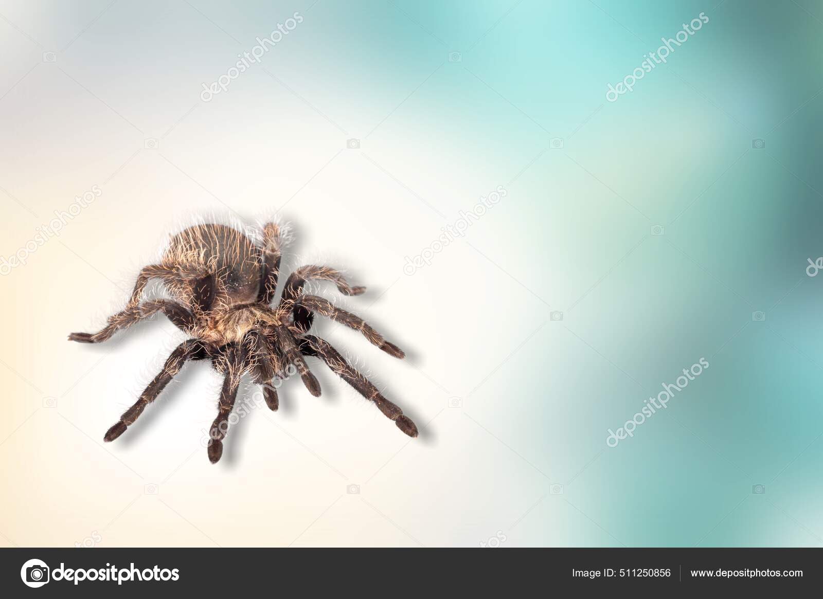 Tarantula Spider Background Close — Stock Photo © billiondigital #511250856