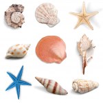 Seashell collection Stock Photo by ©Elena Schweitzer 5451891
