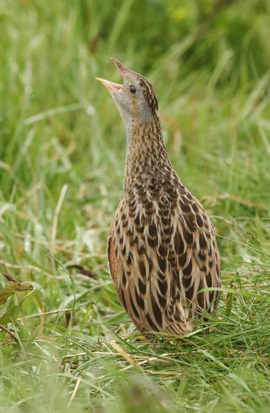 Corncrake Stock Photos, Royalty Free Corncrake Images | Depositphotos®