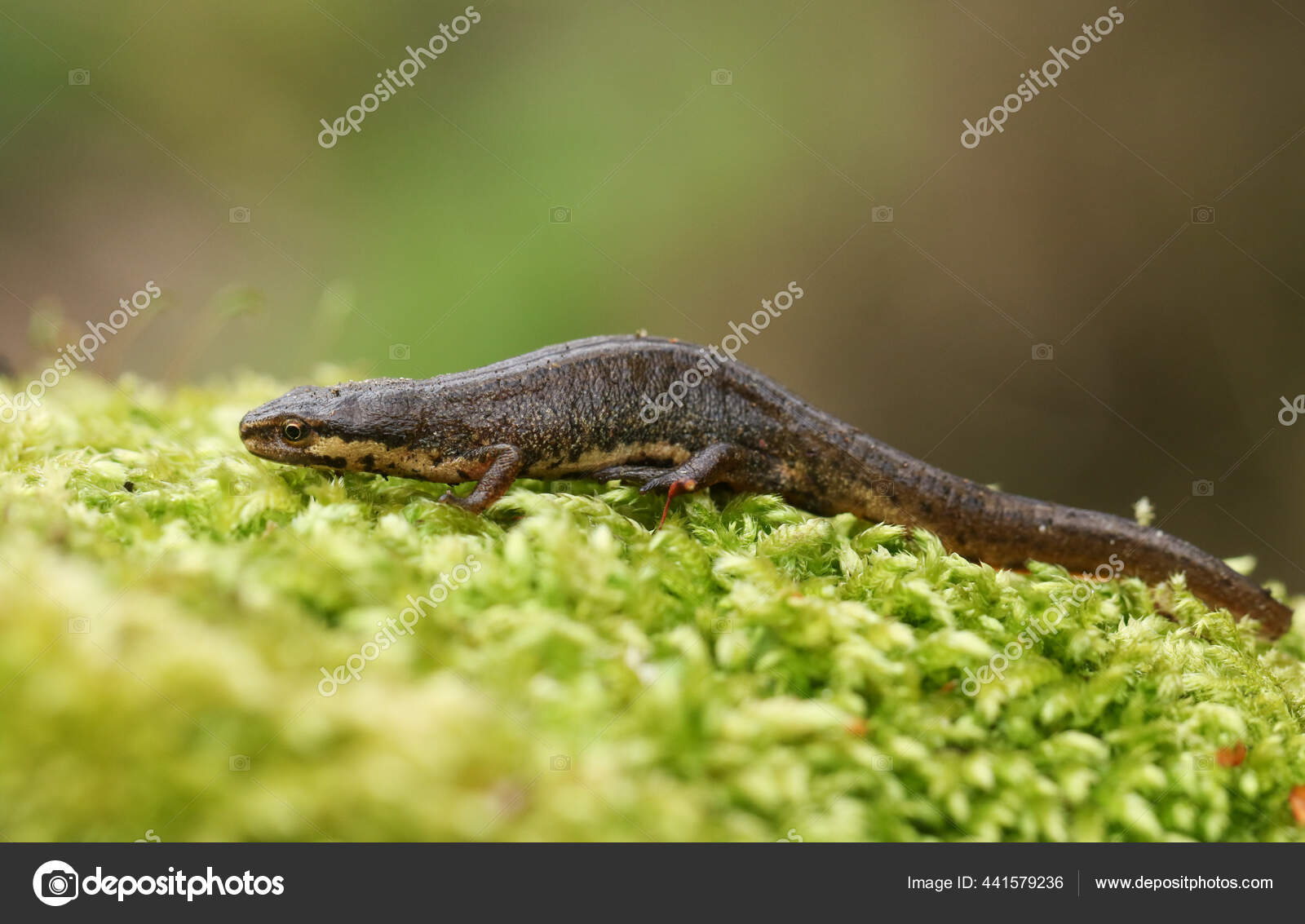 Common Newt Triturus Vulgaris Also Known Smooth Newt Moss Springtime ...