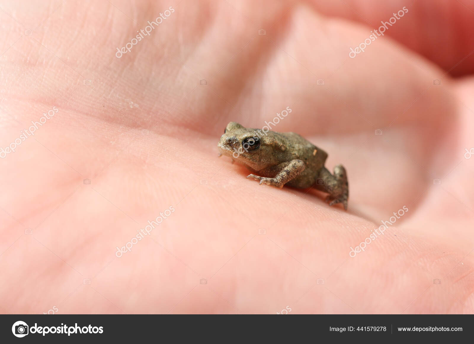 Cute Baby Toads