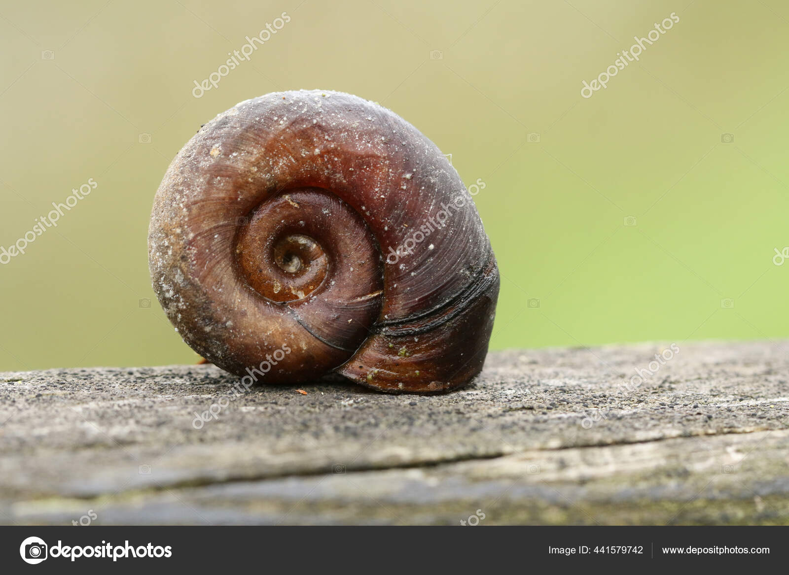 Shell Ramshorn Snail Planorbidae Resting Side Pond — Stock Photo ...