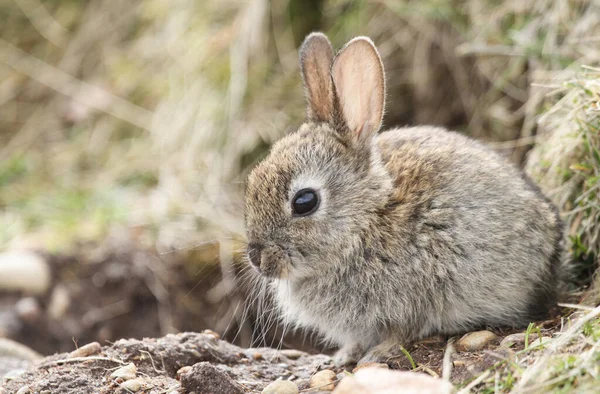 Lindo Bebé Conejo Salvaje Orytolagus Cuniculus Alimentándose Hierba ...
