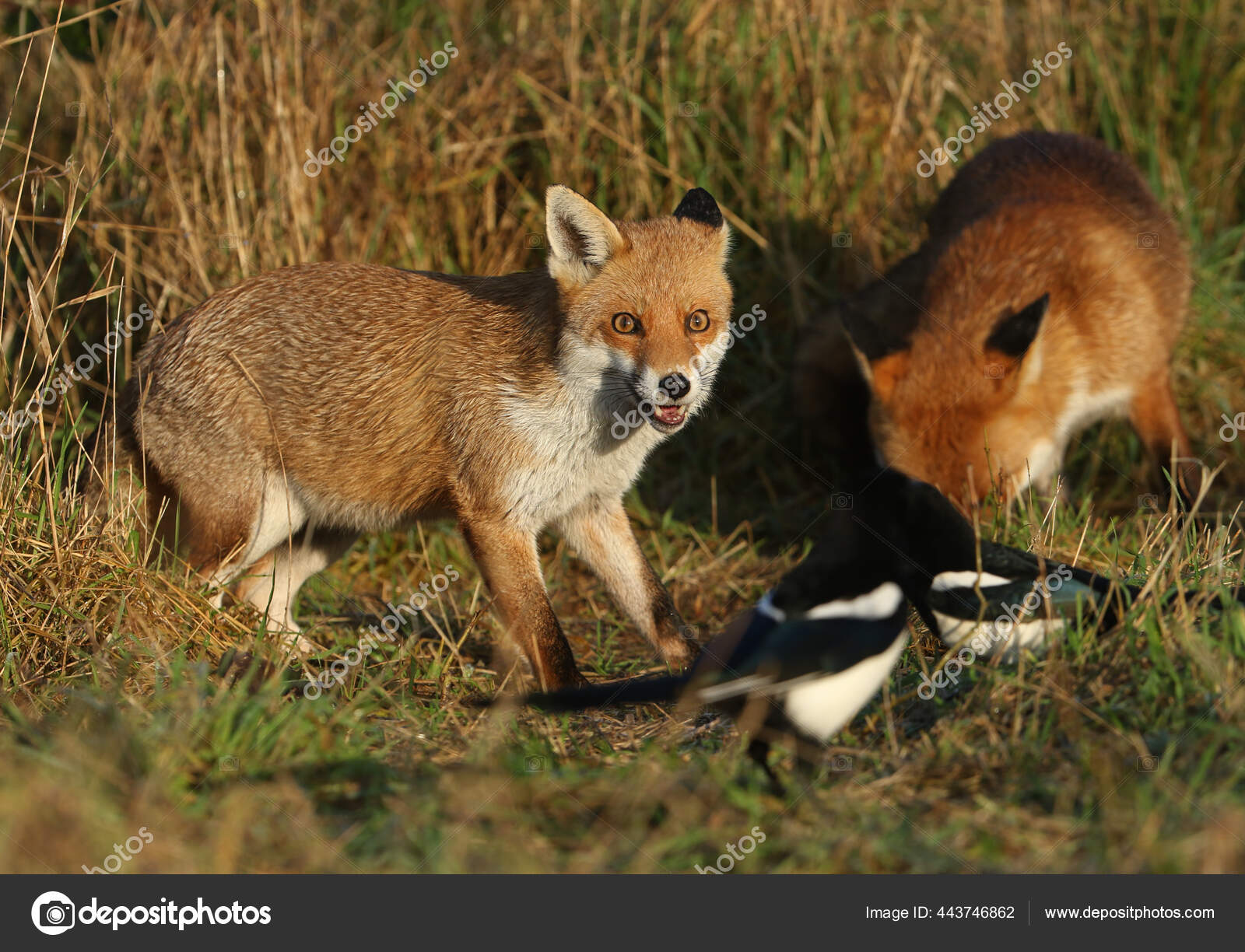 Red Foxes Hunting