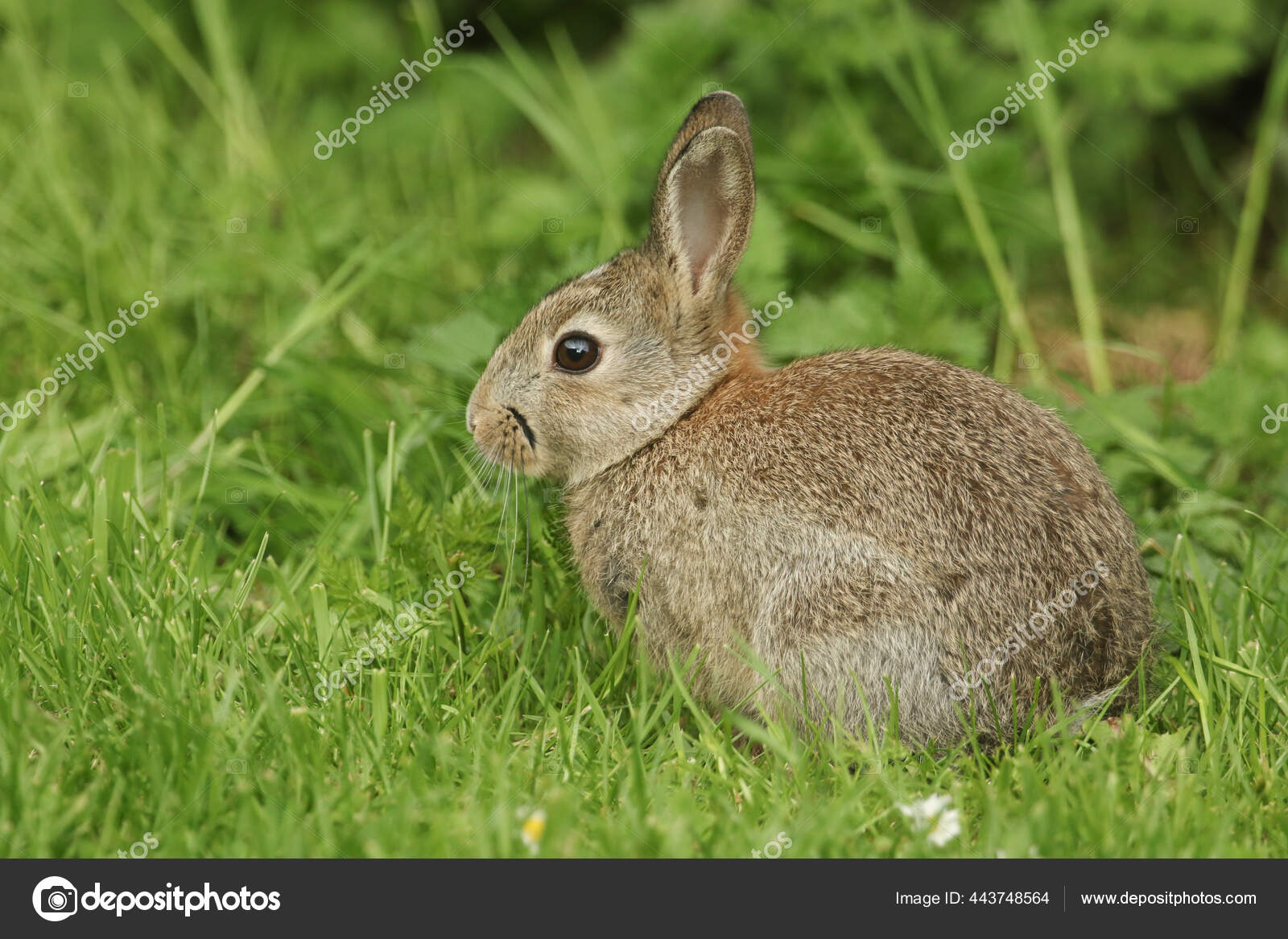 Lindo Bebé Conejo Salvaje Orytolagus Cuniculus Alimentándose Hierba ...
