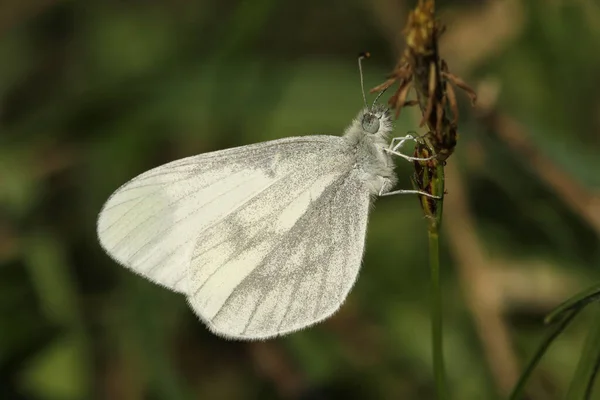 White carniola Stock Photos, Royalty Free White carniola Images ...