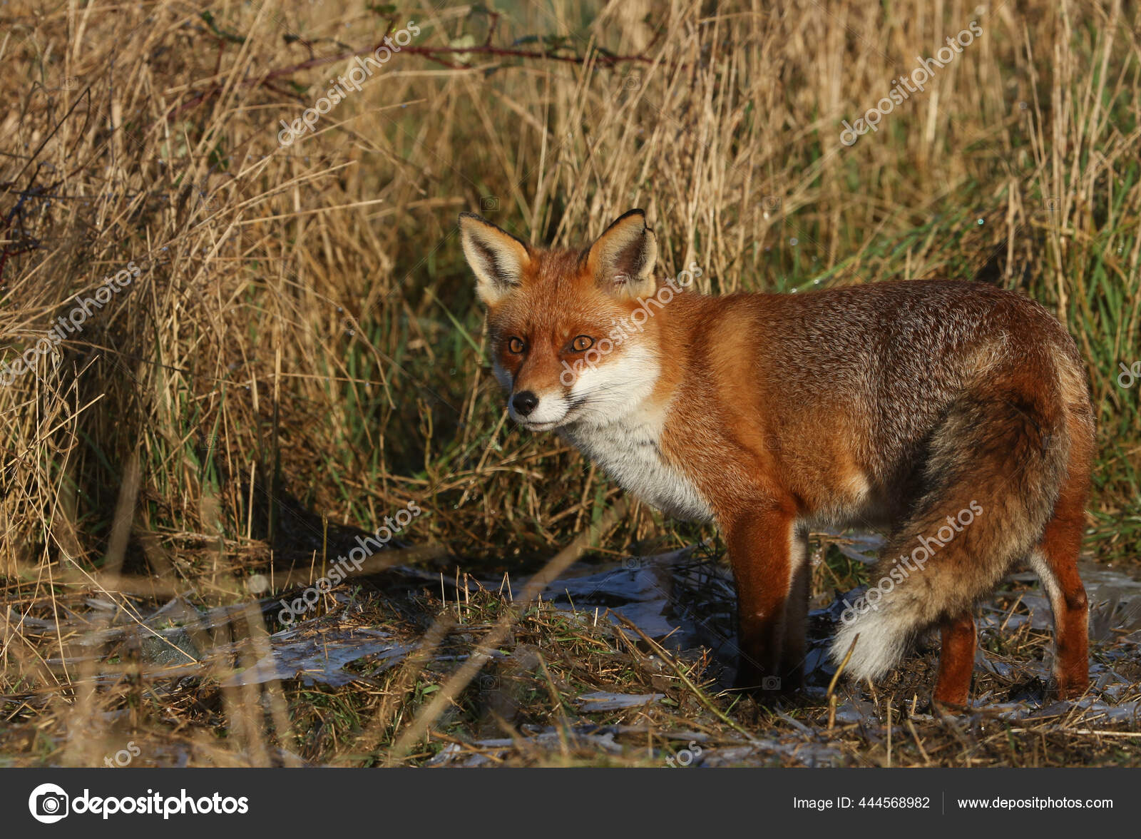 Magnificent Wild Hunting Red Fox Vulpes Vulpes Hunting Food Eat Stock ...