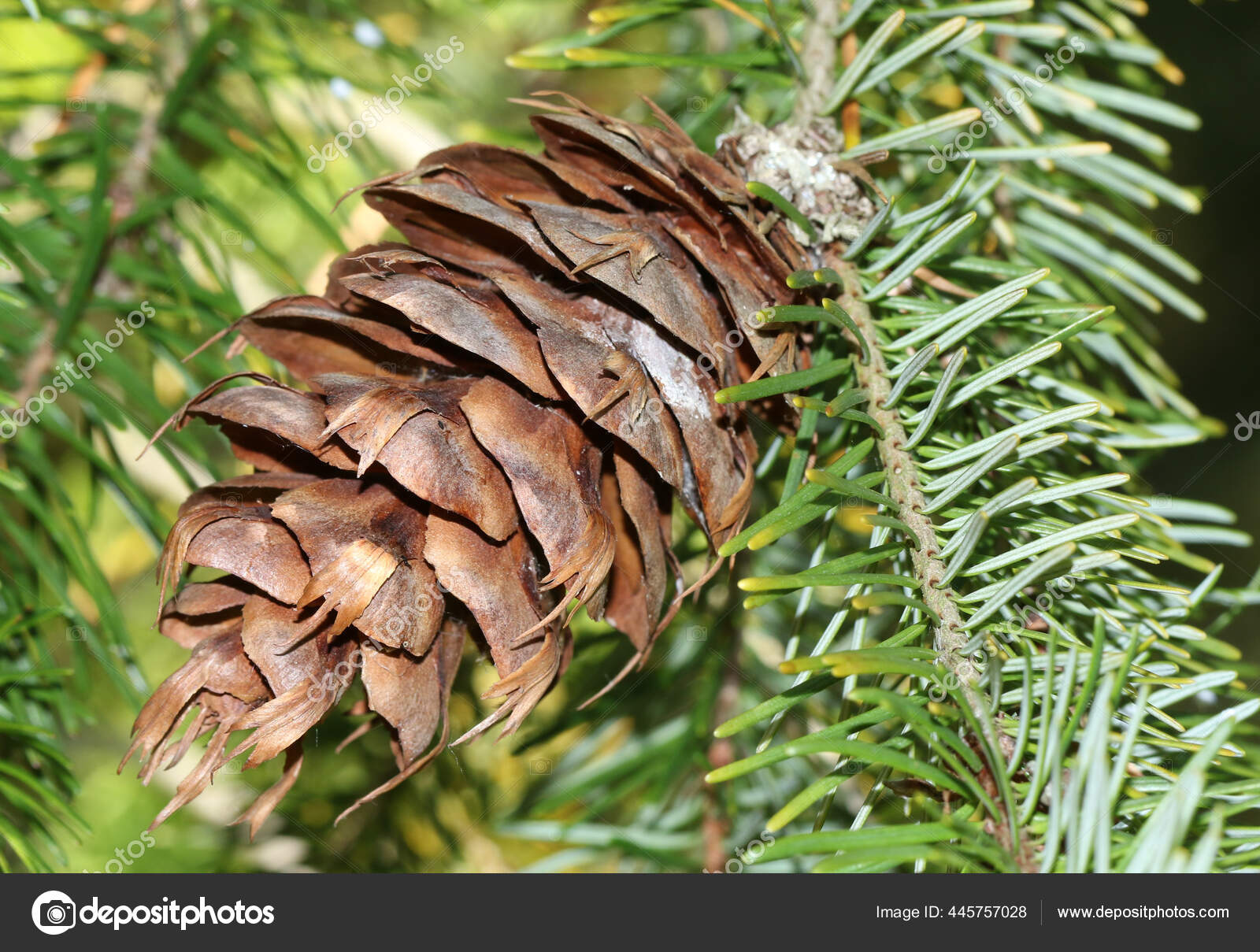 Douglas Fir Tree Cone