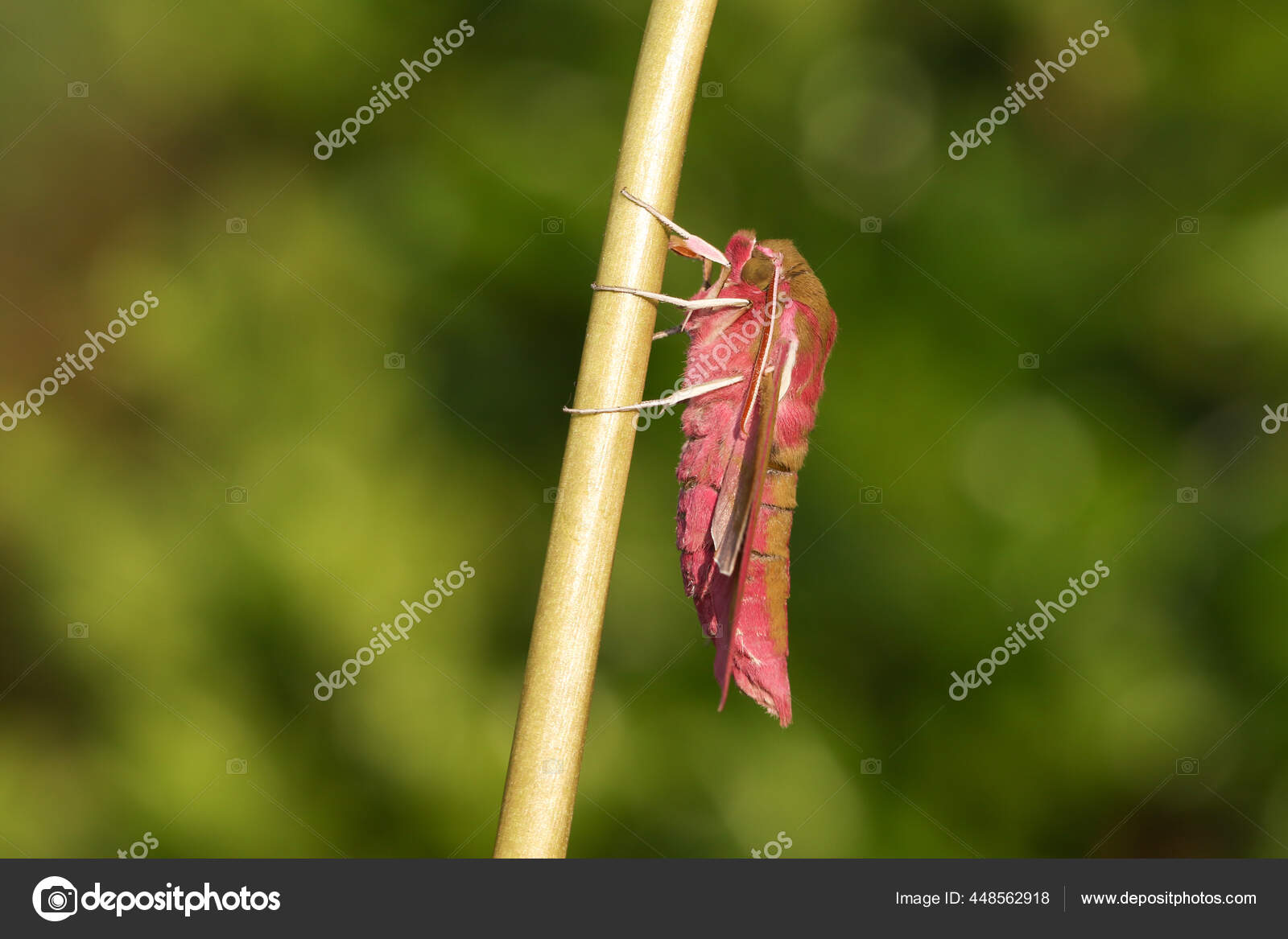 Beautiful Elephant Hawk Moth Deilephila Elpenor Perching Stem Plant ...