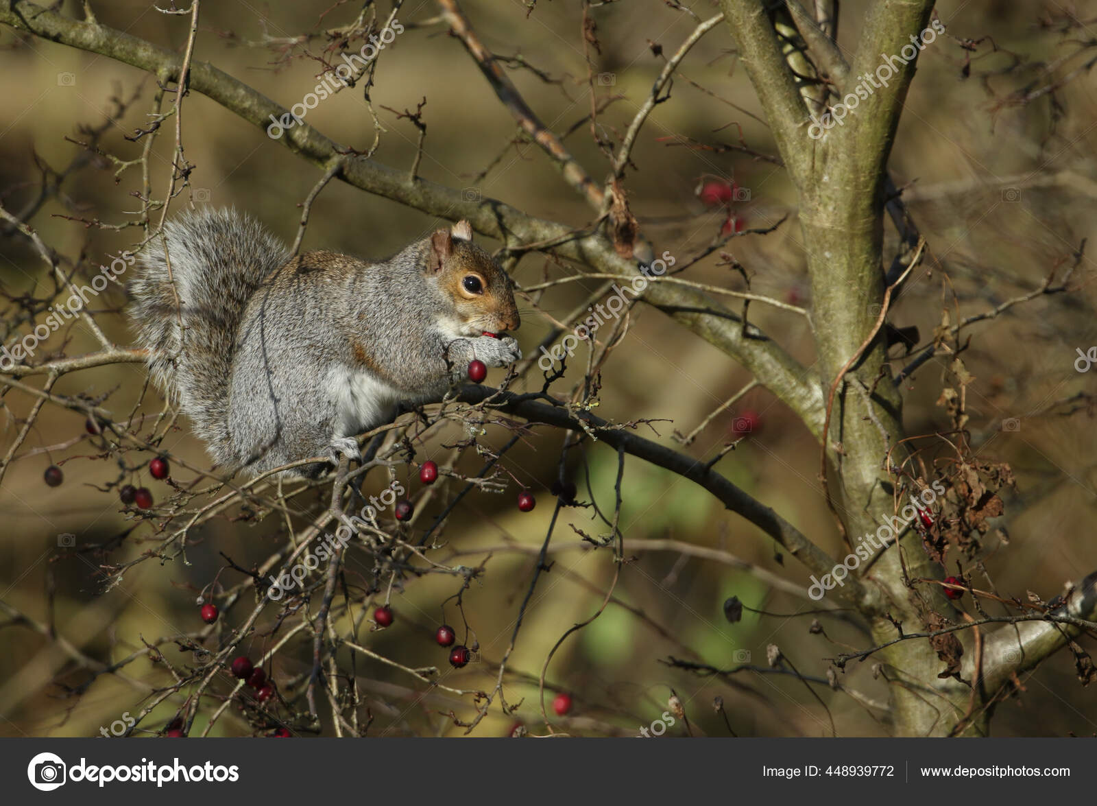 Cute Grey Squirrel