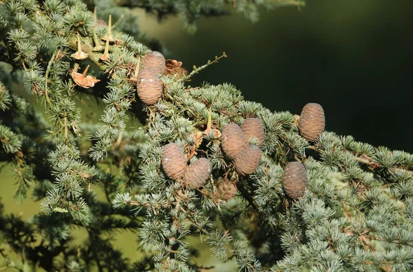 Cedrus Deodara Cones